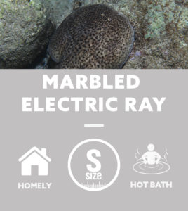 Shark Profiles - Sharks Under Attack Campaign