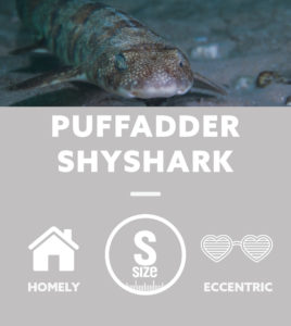 Shark Profiles - Sharks Under Attack Campaign