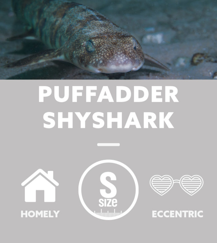 Shark Profiles - Sharks Under Attack Campaign