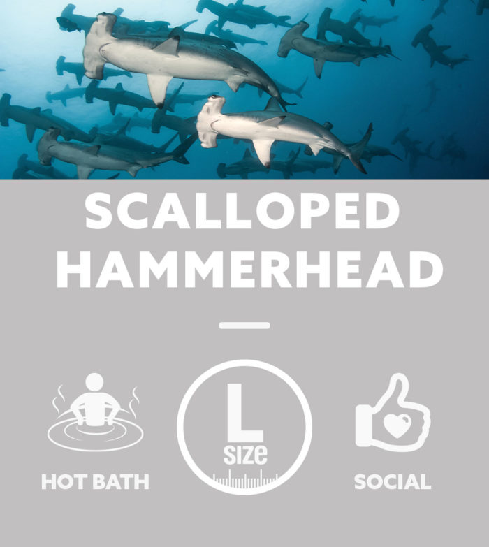 Shark Profiles - Sharks Under Attack Campaign