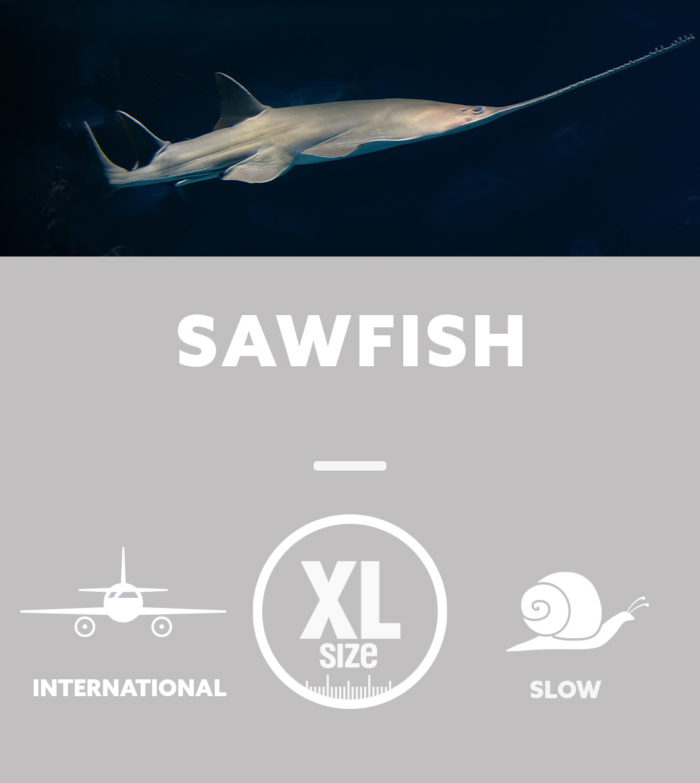 Shark Profiles - Sharks Under Attack Campaign