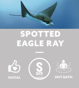 Shark Profiles - Sharks Under Attack Campaign