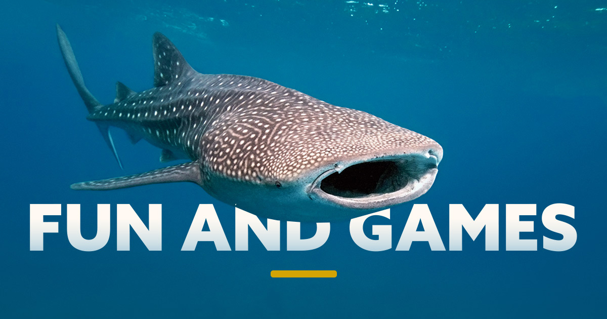 Fun And Games - Sharks Under Attack Campaign