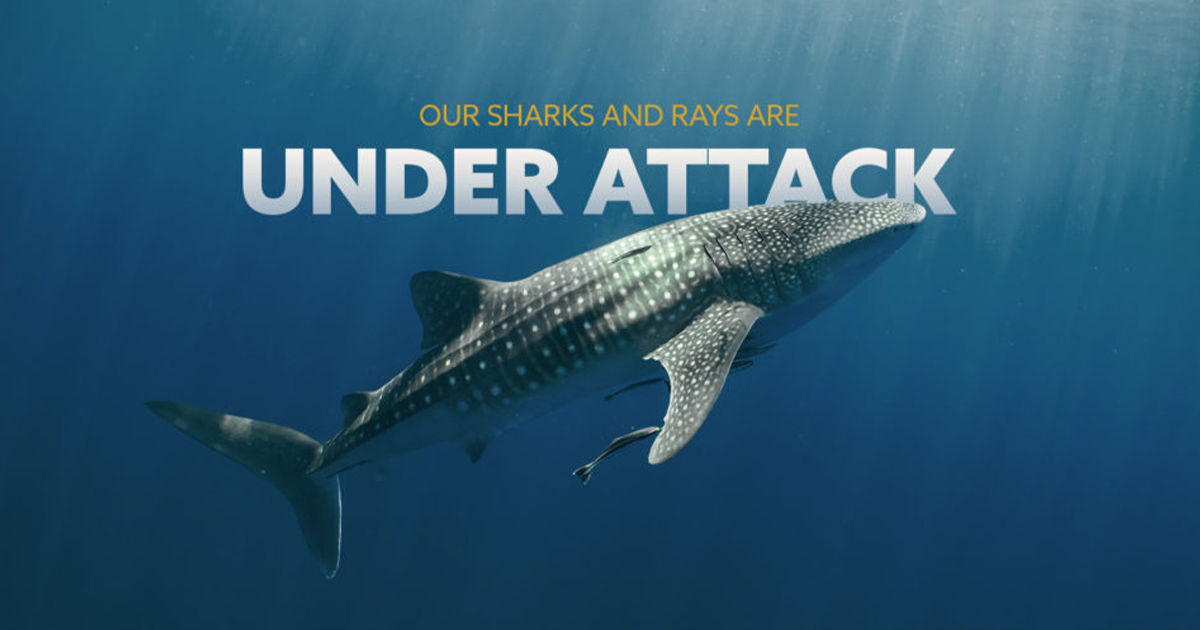 Recreational Fishing - Sharks Under Attack Campaign